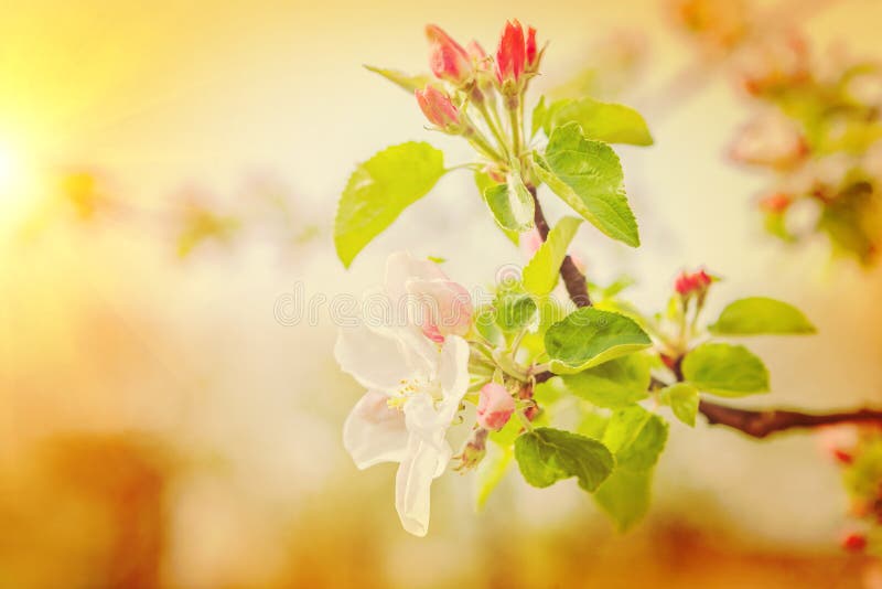Blossoming Branch of Apple Tree Instagram Stile Stock Image - Image of ...
