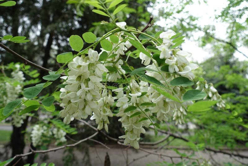 Blossoming Branch of Black Locust Stock Photo - Image of robinia ...