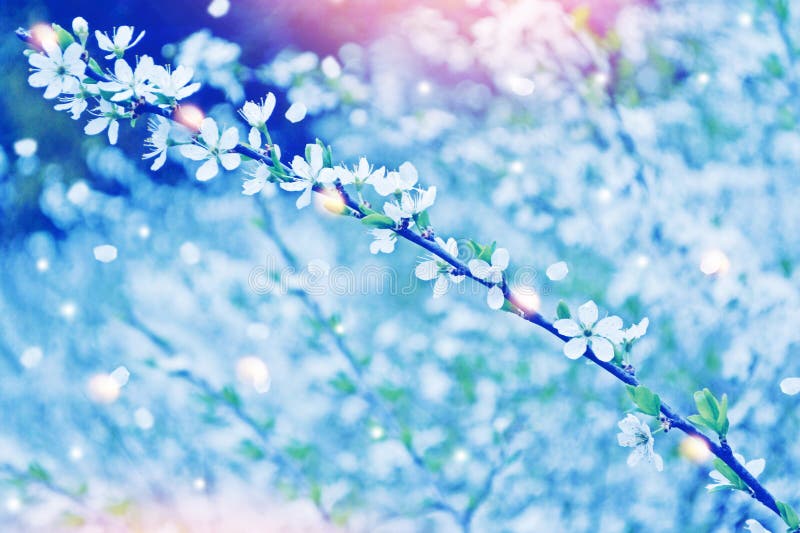 Blossoming Branch Cherry. Bright Colorful Spring Flowers Stock Image ...