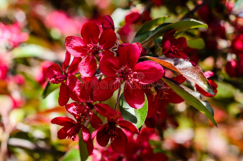 Blossoming crabapple tree stock photo. Image of deciduous - 319006438