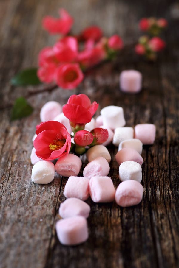 Blossoming Branch and Marshmallow Stock Photo - Image of tenuity, pink ...