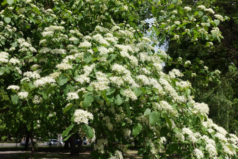 Blossoming Branches of Common Dogwood in May Stock Photo - Image of ...