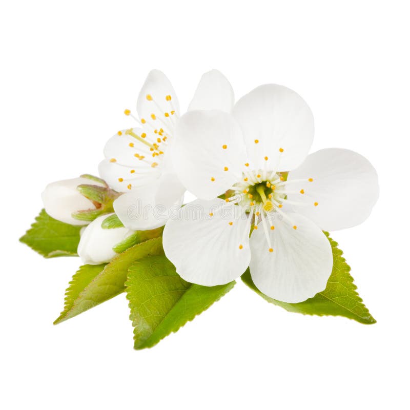 Blossoming Bud of a Cherry Tree on a White Background Stock Photo ...