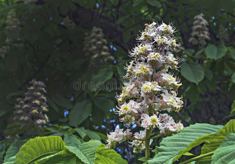 Blossoming Bud of Chestnut Tree Stock Image - Image of botanic, magenta ...