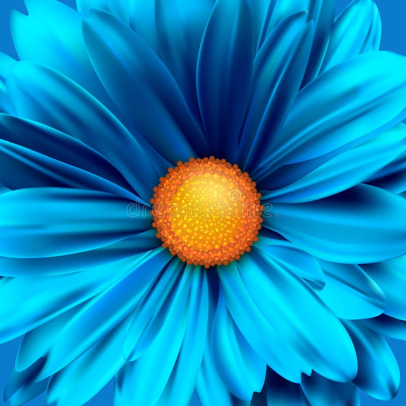 Blossoming Bud of Flower Close Up. Blue Daisy Flower Bud Stock Vector ...