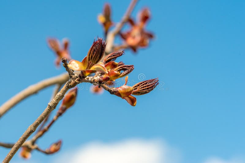 Blossoming Buds on Branch of the Red Maple Tree in Spring Stock Image ... Blossoming Buds on Branch of the Red Maple Tree in Spring Stock Image ...