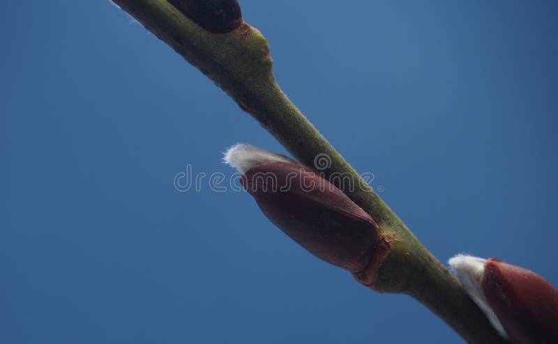 Willow in spring stock image. Image of growing, flying - 68792073
