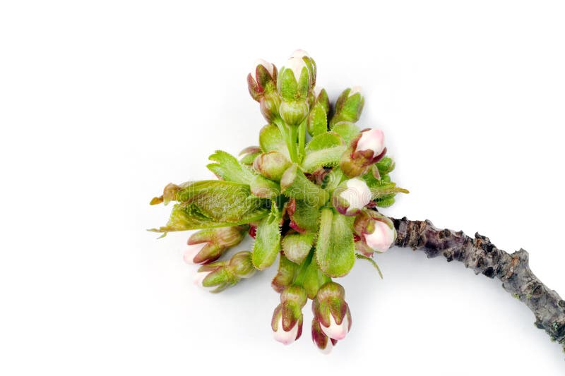 Blossoming Buds of a Fruit Tree. a Branch on a White Background Stock ... Blossoming Buds of a Fruit Tree. a Branch on a White Background Stock ...