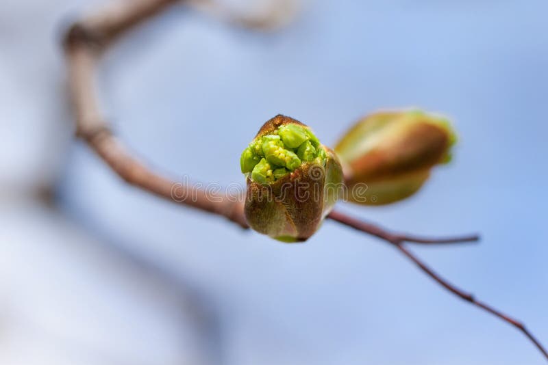 Blossoming Buds of Maple on Blue Sky Background. Stock Photo - Image of ... Blossoming Buds of Maple on Blue Sky Background. Stock Photo - Image of ...