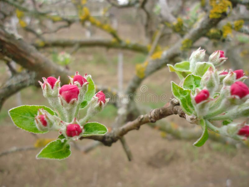 Blossoming Buds in the Spring. Flower Buds Stock Image - Image of happy ...