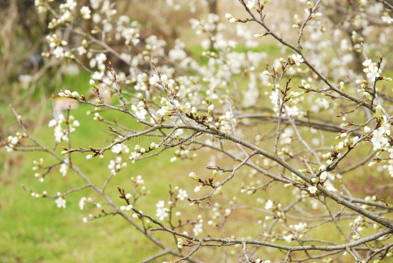 Blossoming Buds in the Spring. Flower Buds Stock Image - Image of ...