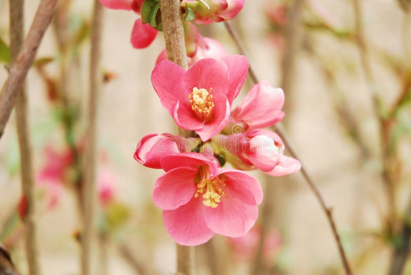 Blossoming Buds in the Spring. Flower Buds Stock Photo - Image of ...
