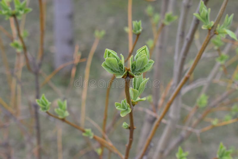 The Blossoming Buds of a Tree Lilac in the Spring Stock Image - Image ...