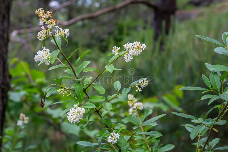 The Blossoming Bush a Privet Ordinary Ligustrum Vulgare Stock Photo ...