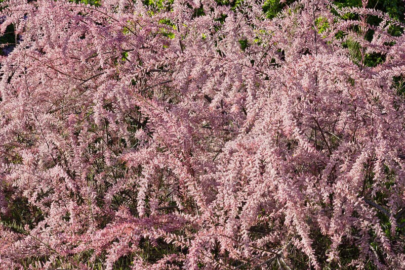 Bush tamarisk with flowers stock photo. Image of spring - 131498720