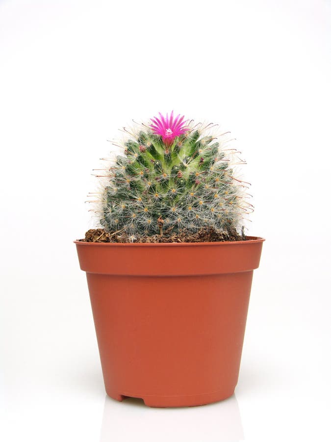 Blossoming cactus in a pot stock photo. Image of floral - 8351056