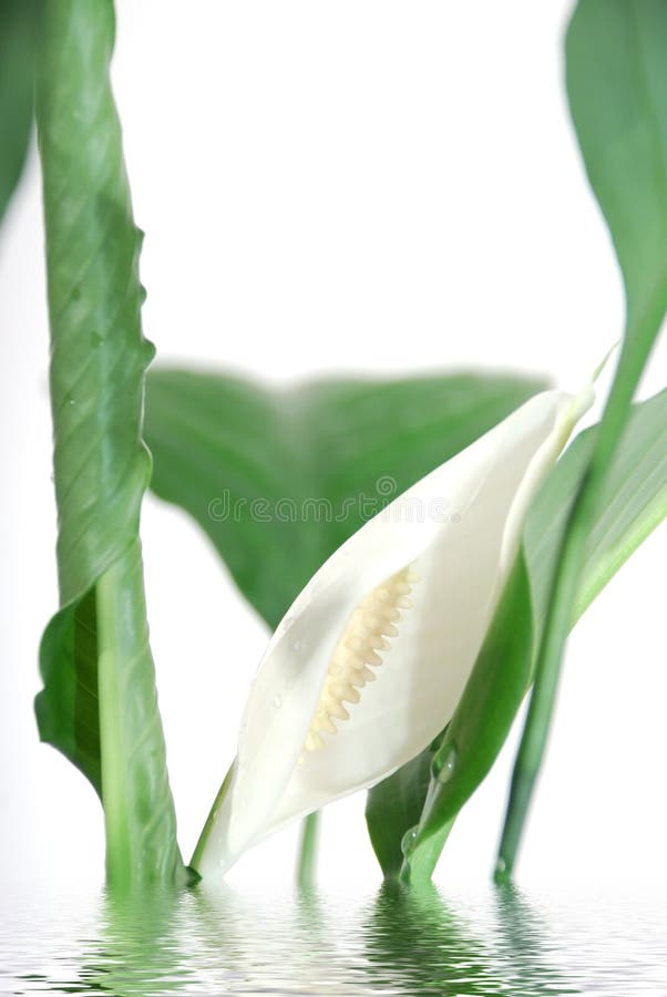Blossoming calla flower stock image. Image of open, lily - 4697253
