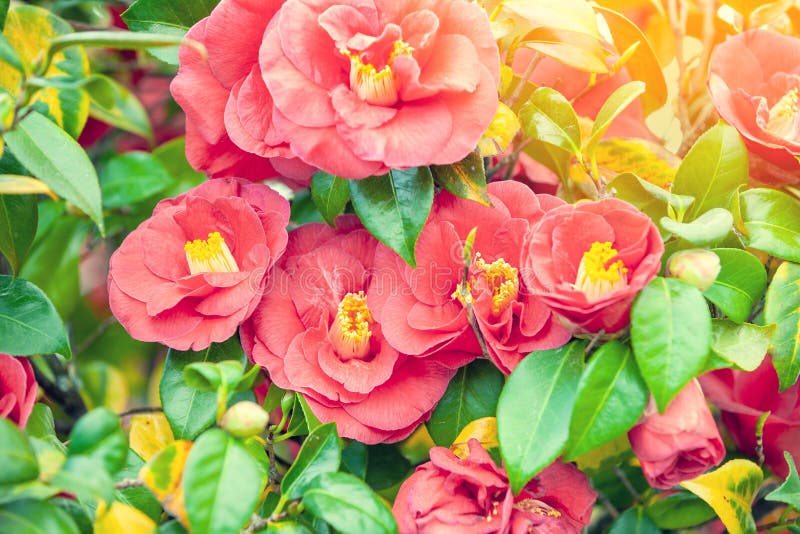 Blossoming Red Camellia Bush Stock Image - Image of camelia, blossom ...