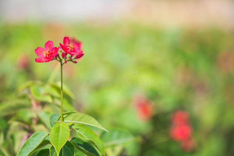 Blossoming Camellia Bush with Red Flowers and Thick Leaves in Spring ...