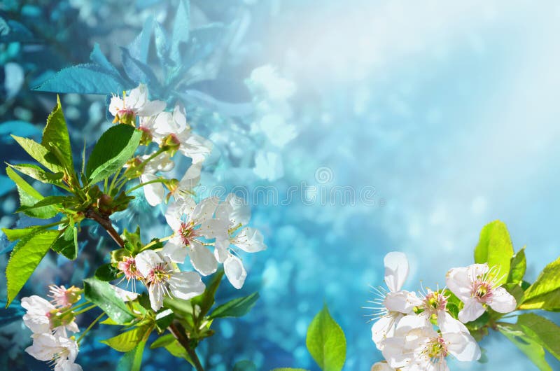 Blossoming Cherry on Blue Sky Background Stock Image - Image of ...