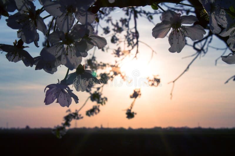 Blossoming cherry trees stock photo. Image of spring - 57243366