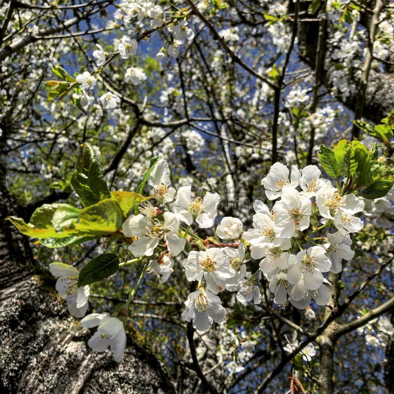 Blossoming Cherry Tree stock photo. Image of leaves - 148465060