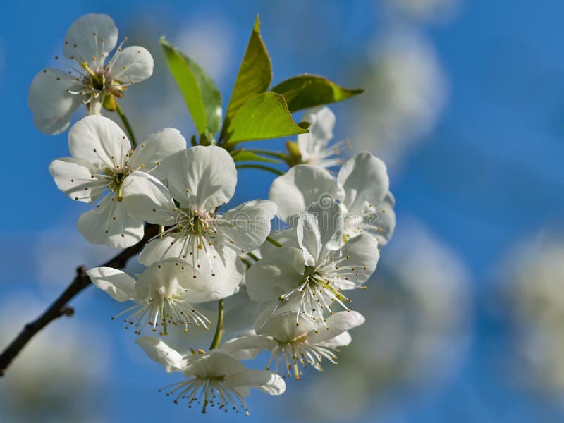 Blossoming cherry tree. stock photo. Image of lilac - 380052486