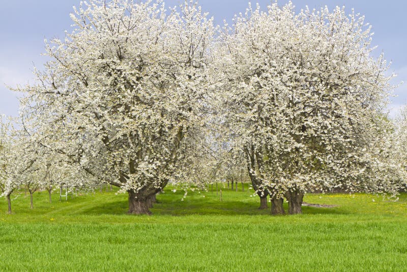Blossoming Cherry Trees in Spring Stock Image - Image of beautiful ...