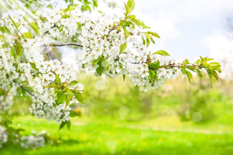 Blossoming of Cherry Trees. Spring Flowers with Sun Rays Stock Image ...
