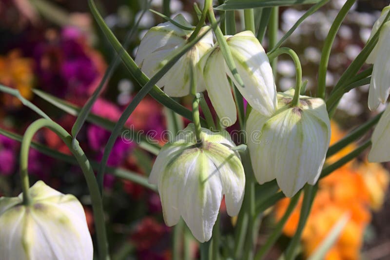 Blossoming Chess Flower in the Garden Stock Photo - Image of plant ...