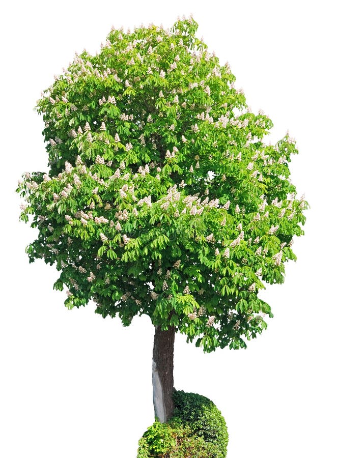 Isolated Chestnut Tree on a White Background Stock Image - Image of ...