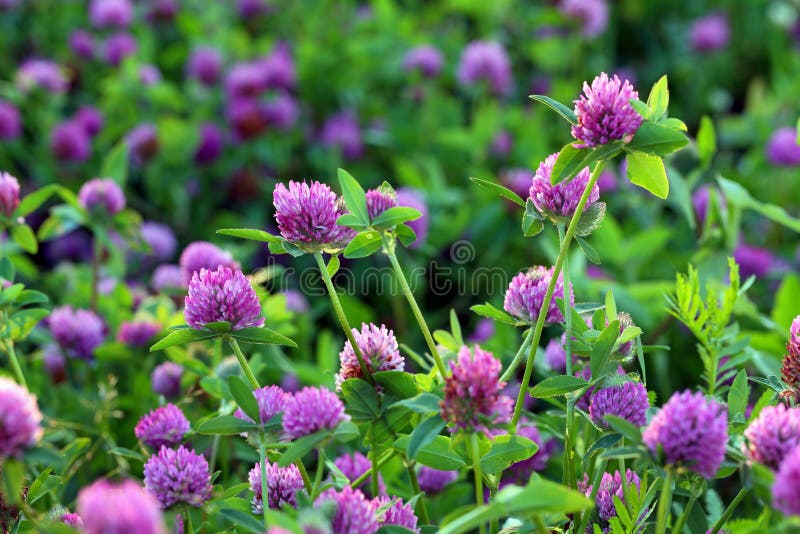 The Red Clover Grows in the Meadow Stock Image - Image of blossom, leaf ...