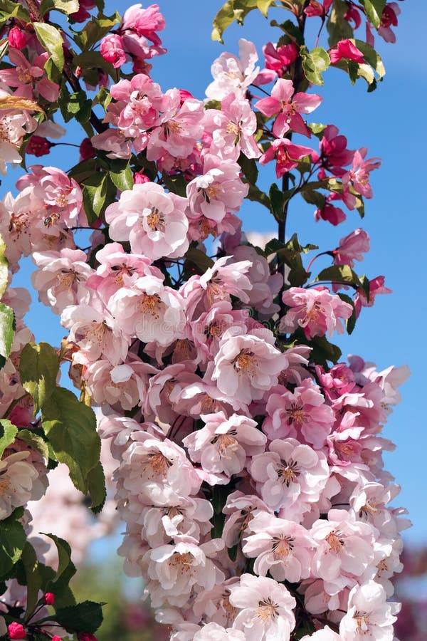 Blossoming Columnar Apple Tree Stock Photo - Image of flowering ...
