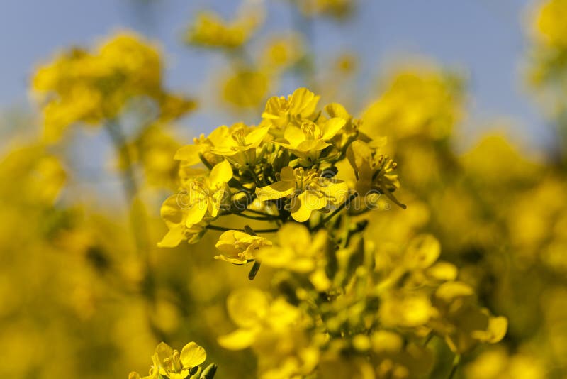 Blossoming colza stock image. Image of plant, ingredient - 54659549