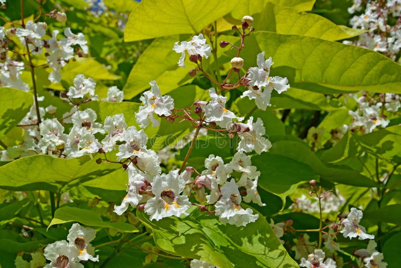 Catalpa Common Catalpa Bignonioides Walter, Green Fruits Stock Image ...
