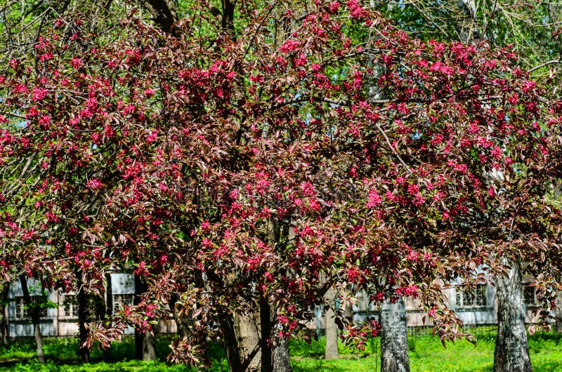 Blossoming Crabapple Tree on Spring Stock Image - Image of growth ...