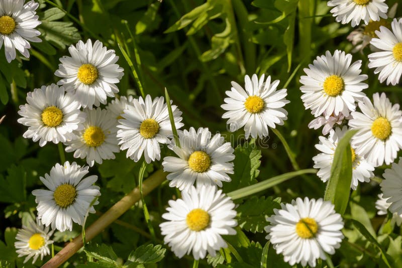 Blossoming daisies texture stock photo. Image of flowers - 70674960