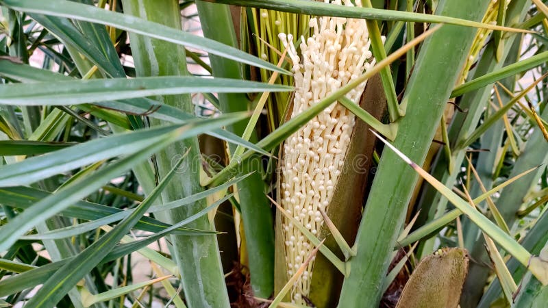 Blossoming Dates (Khajoor) Tree Flowers, Khajoor Tree Flowers and ...