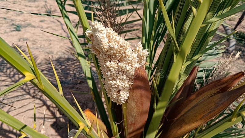 A dates tree stock photo. Image of stood, land, tall - 125992698