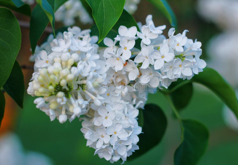 Blossoming Decorative White Lilac Syringa Tree on Spring Stock Image ...