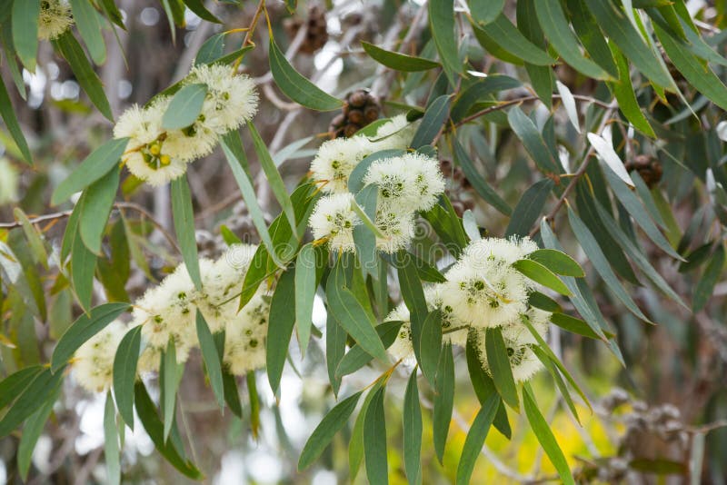 Eucalyptus Microcarpa Stock Photos - Free & Royalty-Free Stock Photos ...