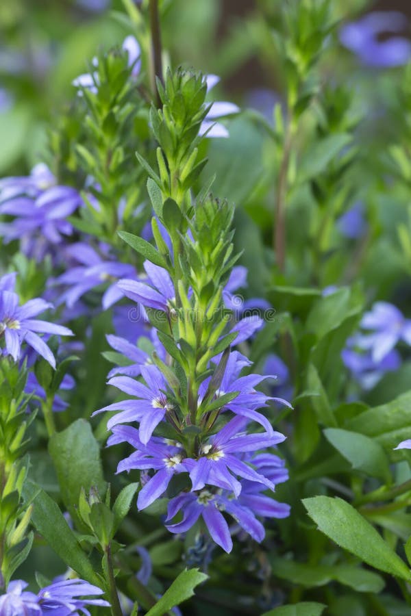 Blossoming Fairy Fan-flower, Scaevola Aemula Stock Photo - Image of ...