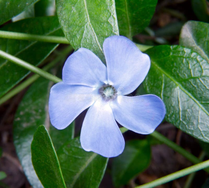 Blossoming Flower Periwinkle Stock Photo - Image of clean, flora: 32659268