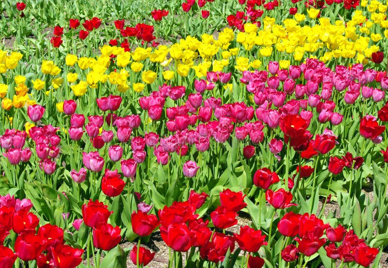 Blossoming flowers stock photo. Image of beauty, tulip - 9454142