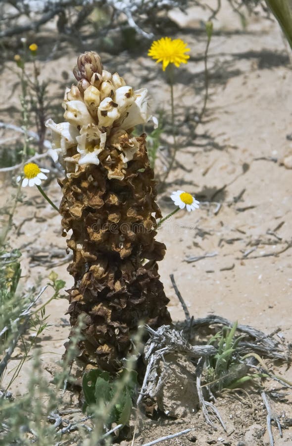 Blossoming Flowers in Desert, Israel Stock Image - Image of white ...