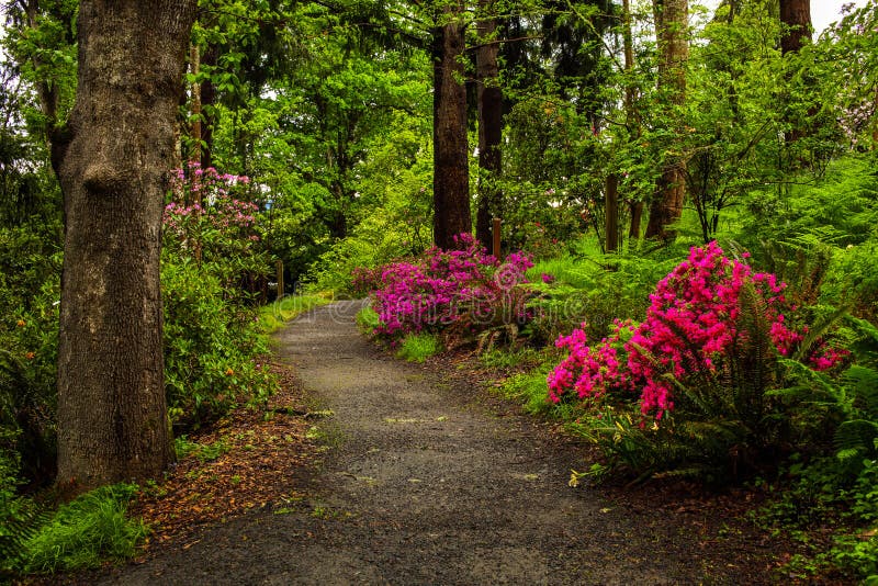 Blossoming Flowers on a Garden Path in a City Park. Stock Photo - Image ...