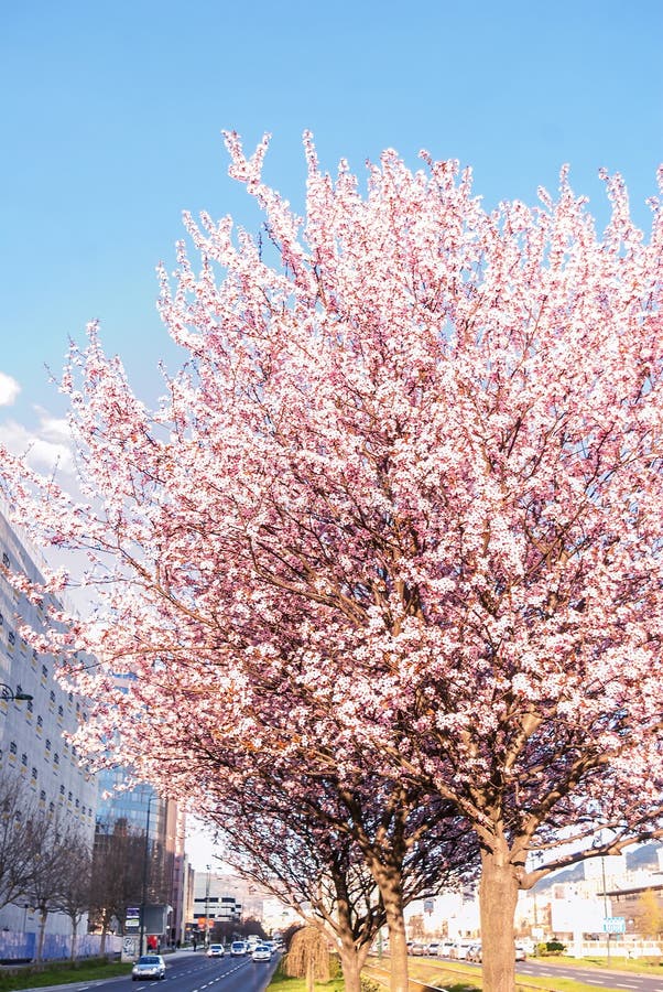 Blossoming Flowers Tree in Park at Early Spring Seson Stock Photo ...