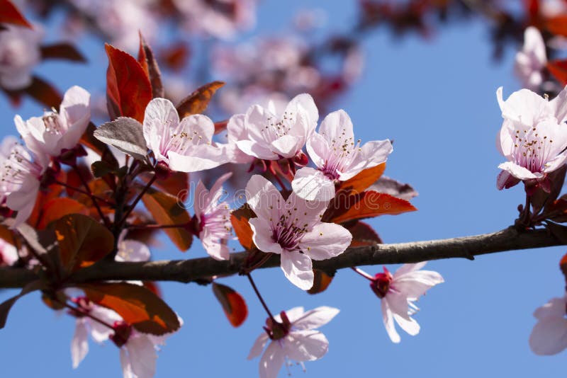 Blossoming Fruit Tree in Spring. Stock Image - Image of macro, festival ...