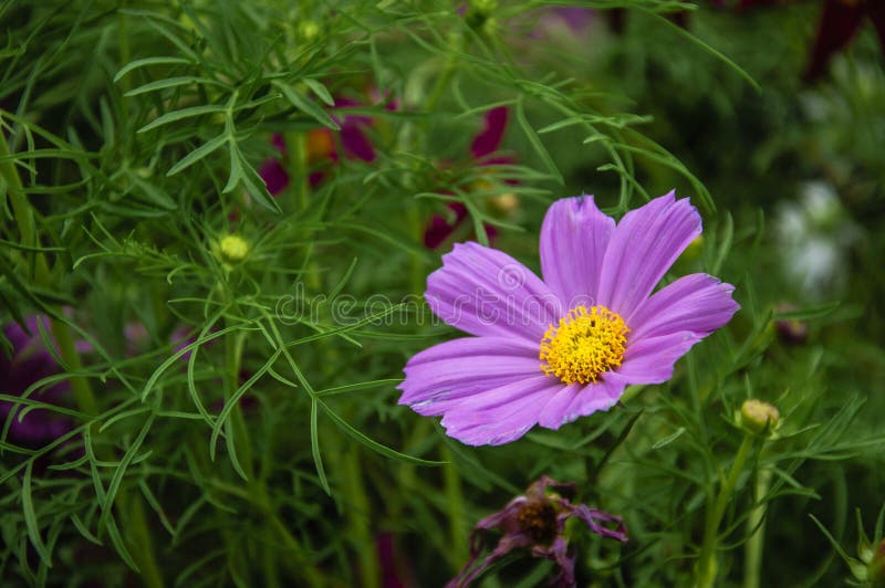 Blossoming Galsang Flowers Closeup Stock Image - Image of pretty ...