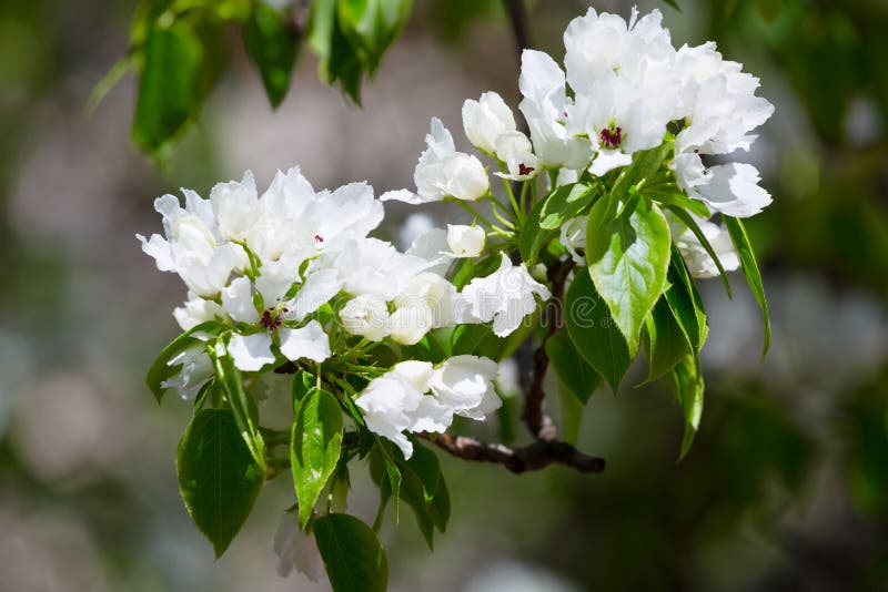 Blossoming garden stock image. Image of garden, closeup - 69840623